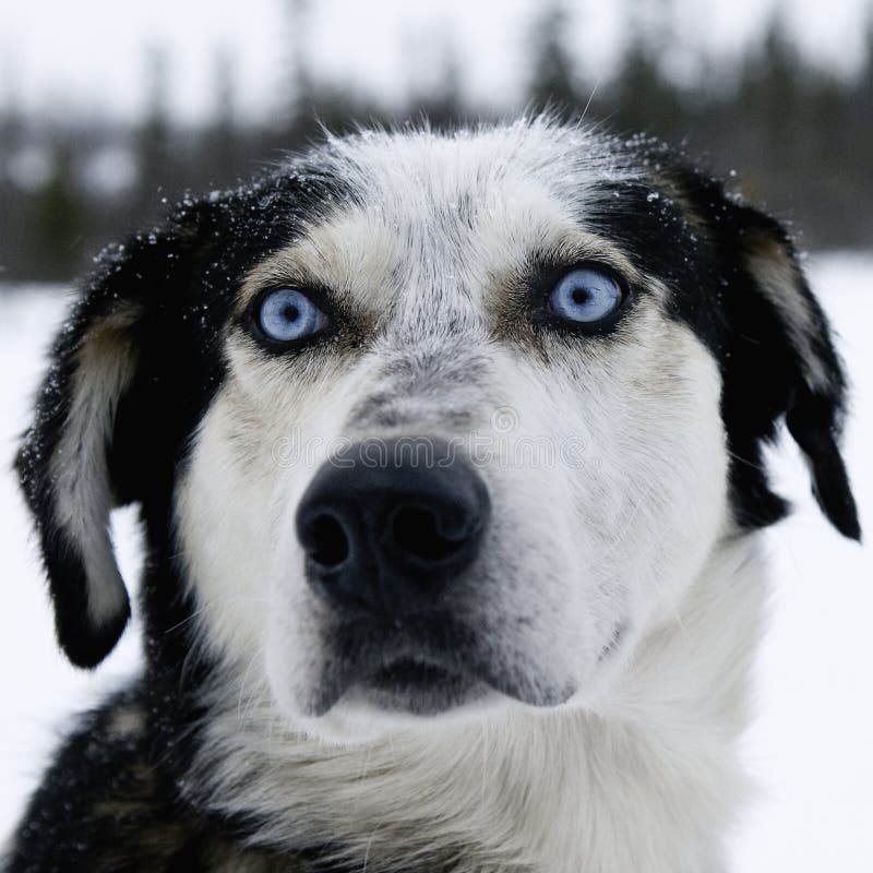 5+ Huskey Free Stock Photos - StockFreeImages