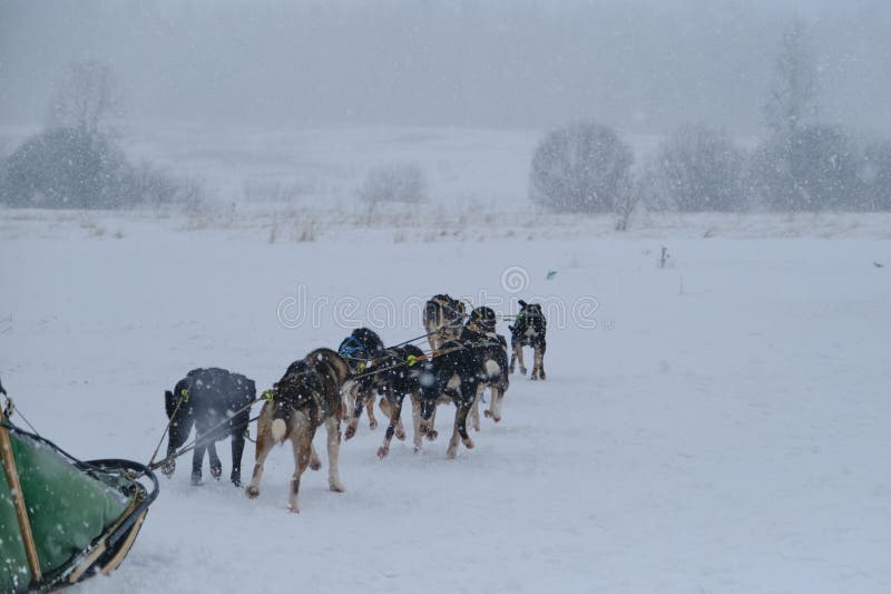 Alaskan Huskies Pull Sled and Run Forward during Snowfall. Northern ...