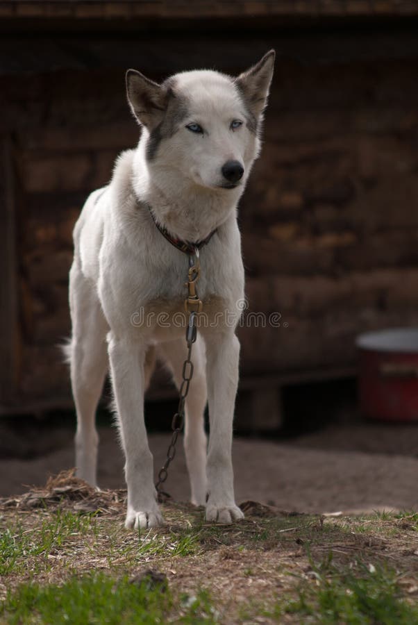 Hurt dog stock image. Image of abused, injury, leisure - 12337017