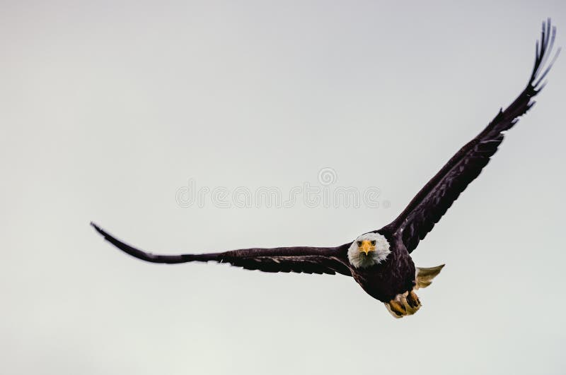 Alaskan king of the sky stock image. Image of alaska - 387440477