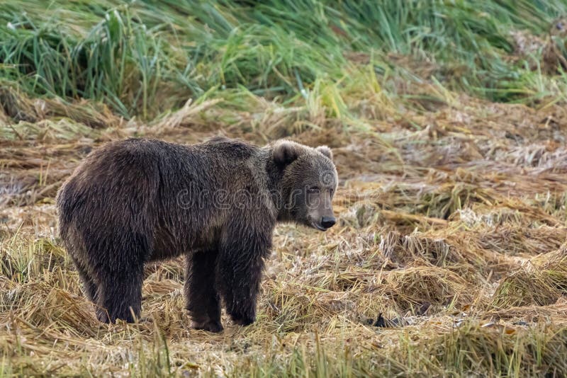 Alaskan Kodiak Bear Looking Back Stock Image - Image of gloria, alaskan ...