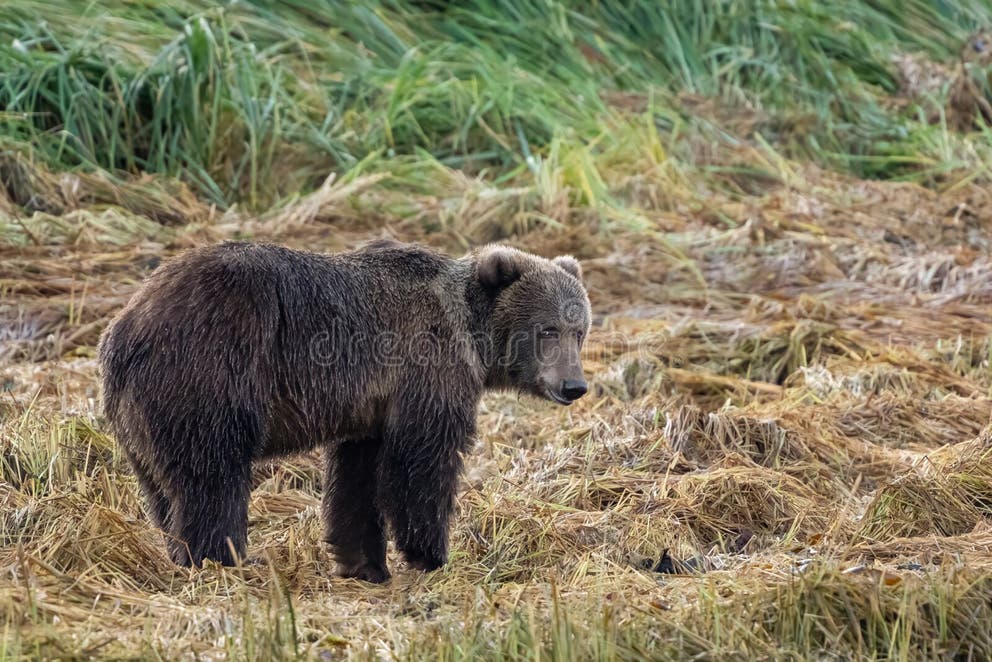 Alaskan Kodiak Bear Looking Back Stock Image - Image of gloria, alaskan ...