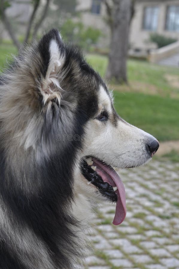 Alaskan Malamute stock image. Image of carnivoran, whiskers - 15920939