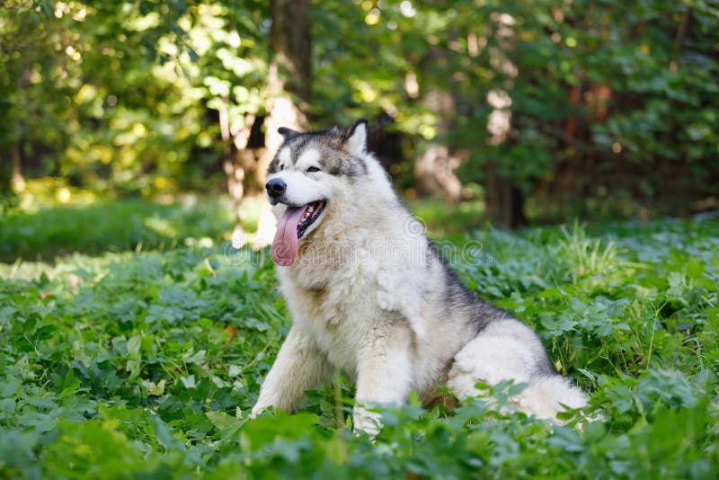 Alaskan malamute stock photo. Image of doggy, horizontal - 24046896
