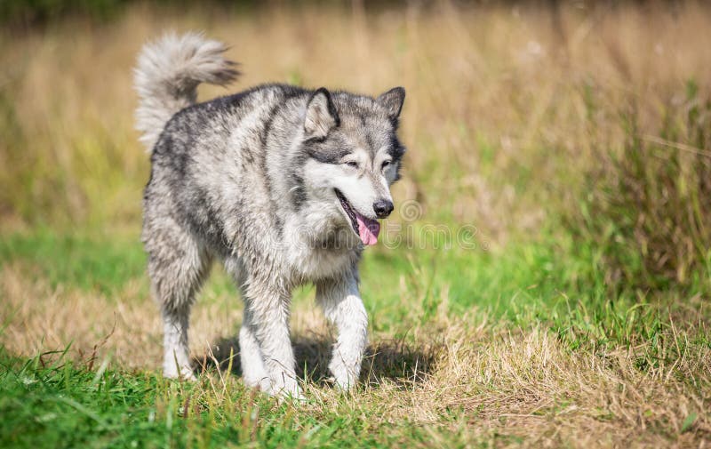 Alaskan Malamute dog stock image. Image of grass, pedigree - 159444113