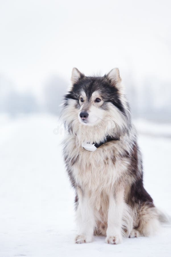 Alaskan Malamute howling stock image. Image of siberian - 25657215