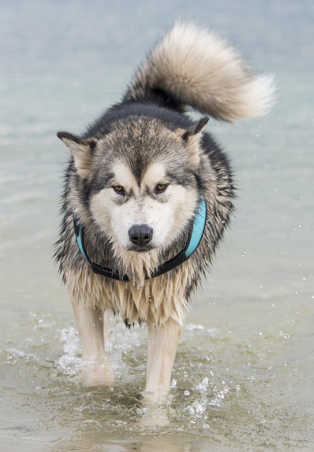 Alaskan Malamute dog stock photo. Image of loyal, prey - 69097262