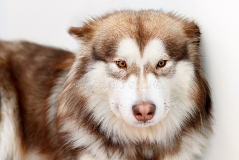 Alaskan Malamute Fluffy Red Lies Stock Image - Image of wool, orange ...