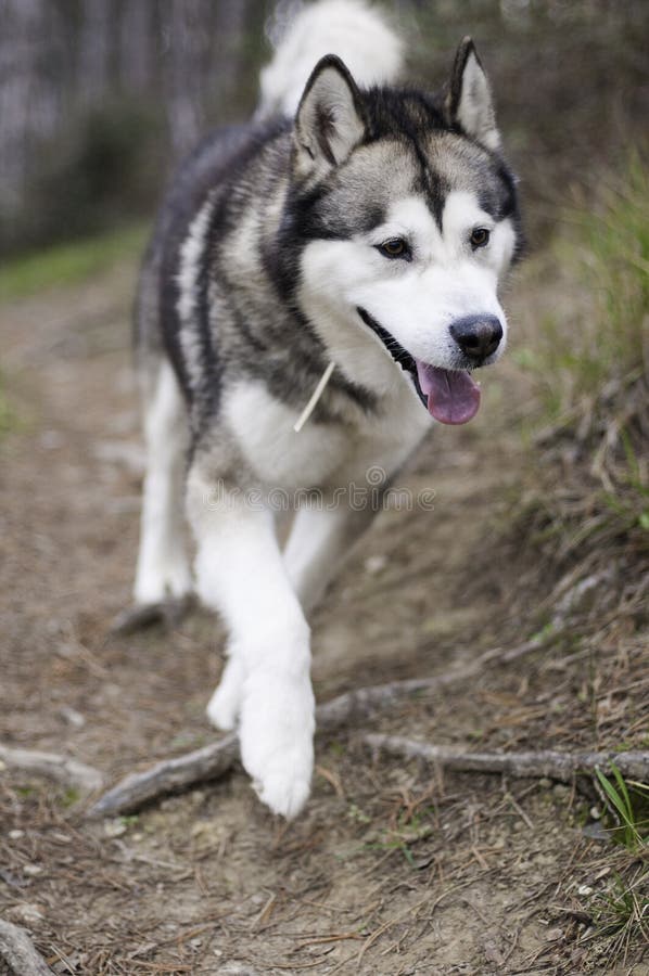 Alaskan malamute stock image. Image of happy, alaskan - 55645445