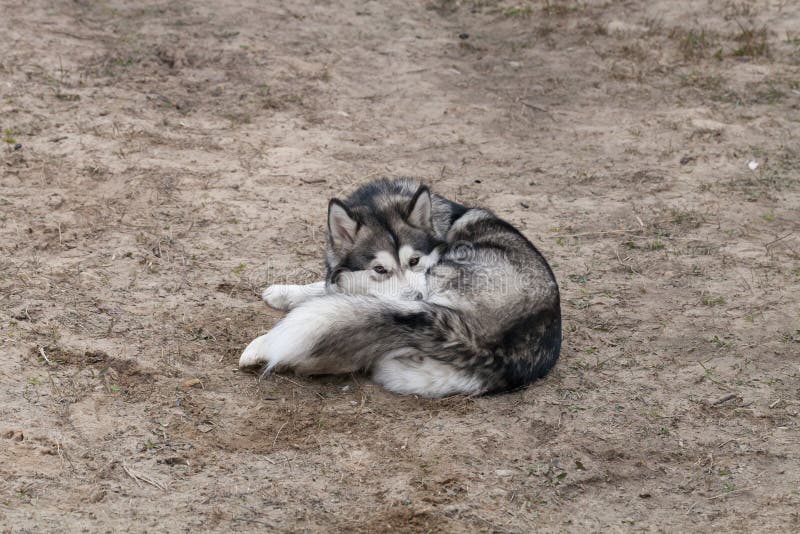 Alaskan Malamute Playing with His Tail Stock Image - Image of ...