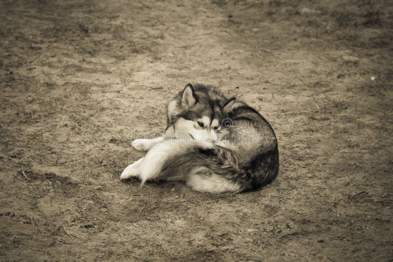 Alaskan Malamute Playing with His Tail Stock Photo - Image of sleigh ...