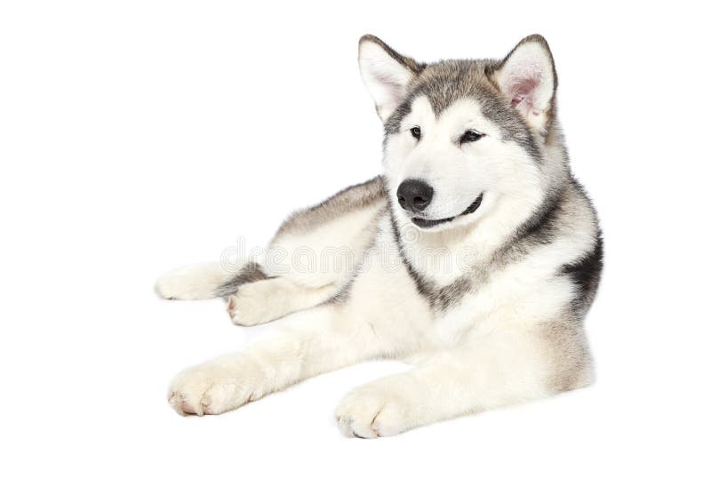Alaskan malamute stock photo. Image of doggy, horizontal - 24046896