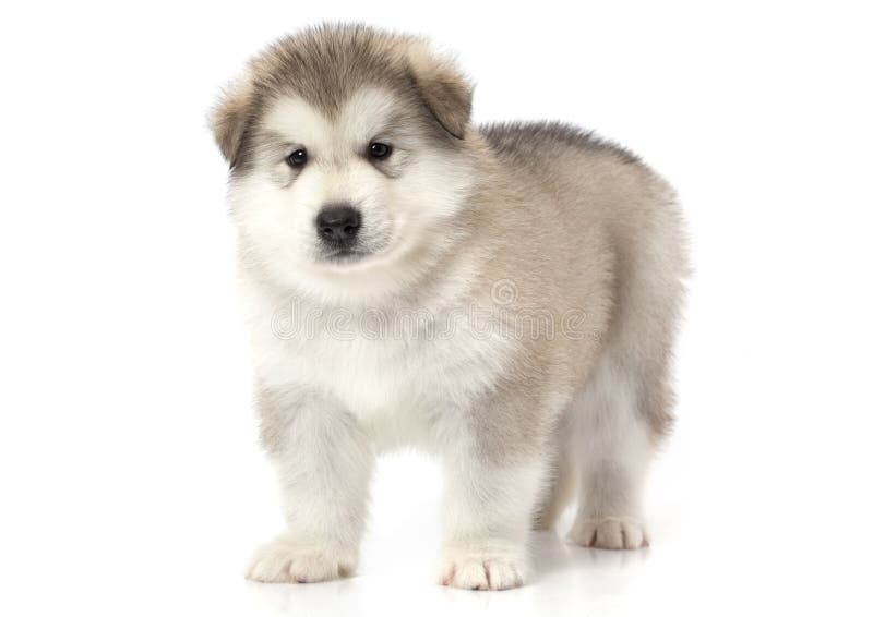 Alaskan malamute stock photo. Image of doggy, horizontal - 24046896