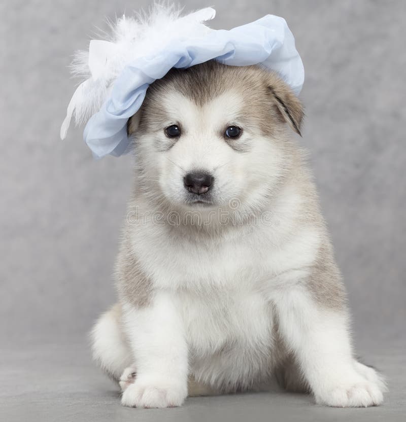 Alaskan malamute stock photo. Image of doggy, horizontal - 24046896