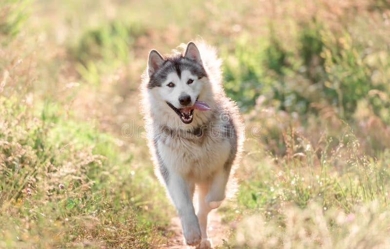 Alaskan Malamute Running on Sunny Field Stock Photo - Image of eskimo ...