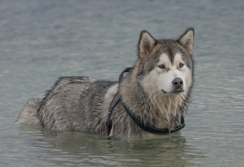 Alaskan Malamute stock photo. Image of sable, nature - 69098664