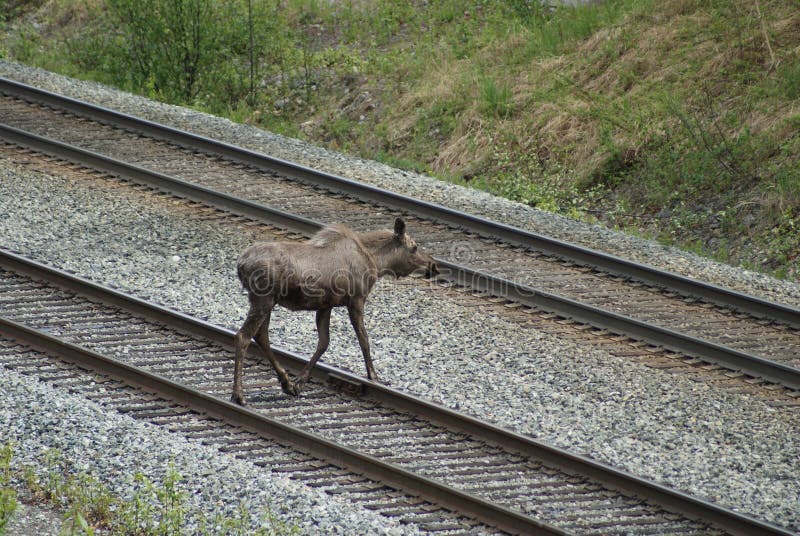 Alaskan Moose Crosses Railroad Tracks Stock Image - Image of train ...