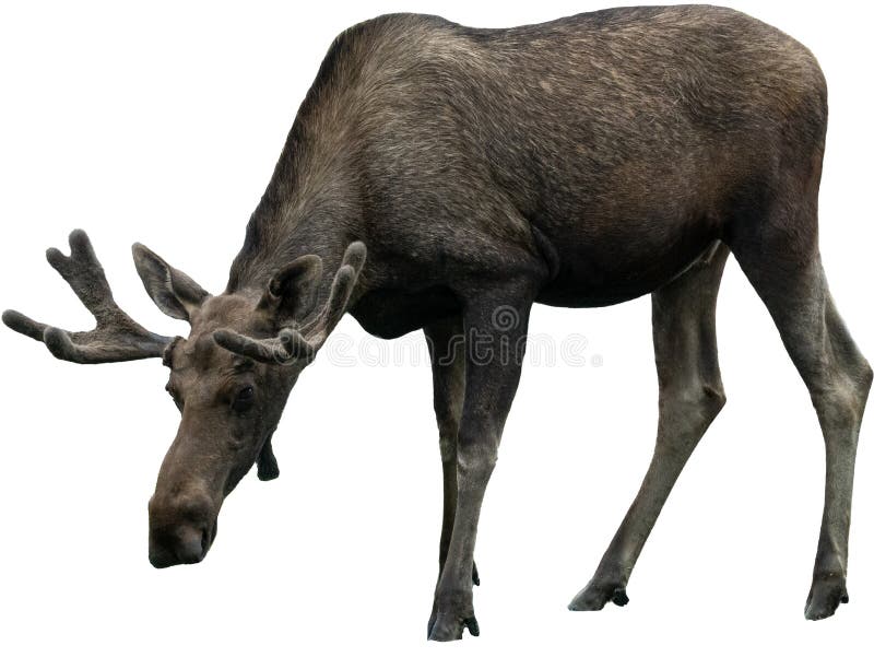 Bull Moose Isolated White Background Stock Photos - Free & Royalty-Free ...