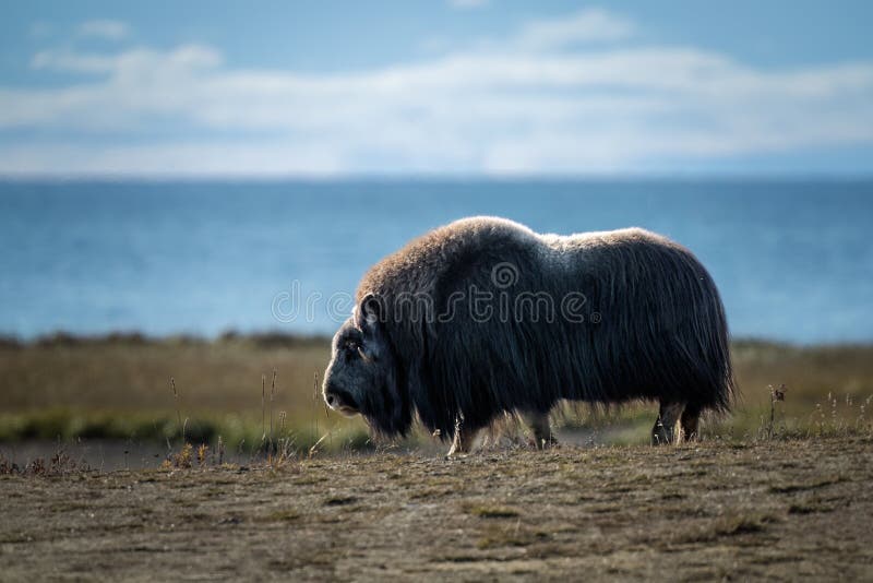 Alaskan Musk Ox Over Looking the Ocean Stock Image - Image of animal ...