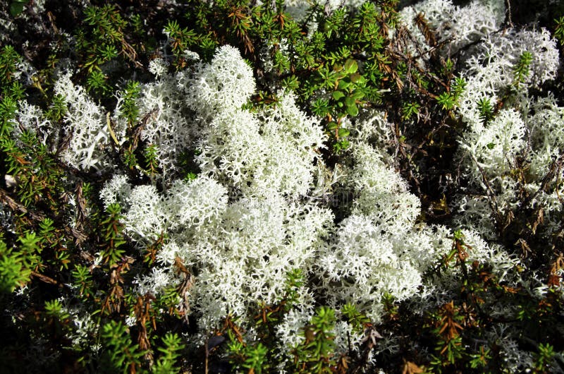 Raindeer Moss with Blueberry Plant in Mountains of Siberia with ...