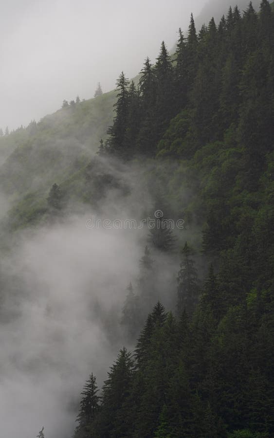 Alaskan rainforest mist stock image. Image of rain, scenic - 329677171