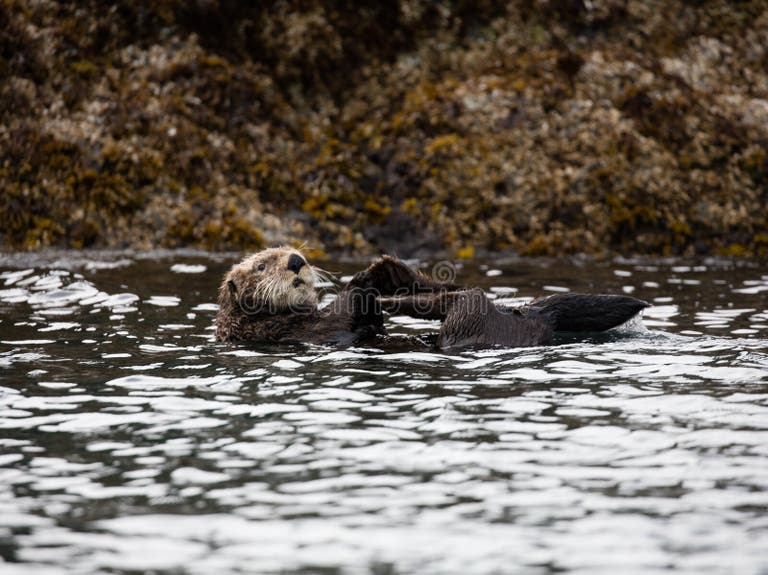 272 Sea Otter Floating Back Stock Photos - Free & Royalty-Free Stock ...