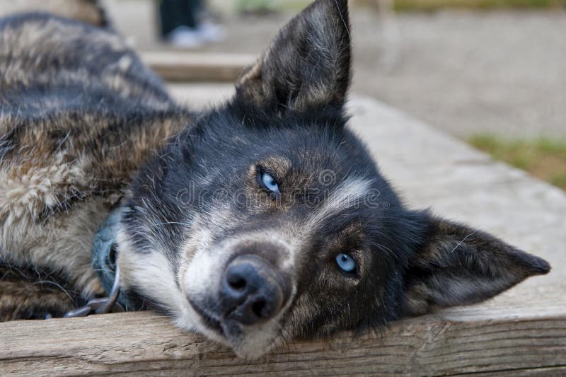 Alaskan sled dog resting stock image. Image of black - 11137243