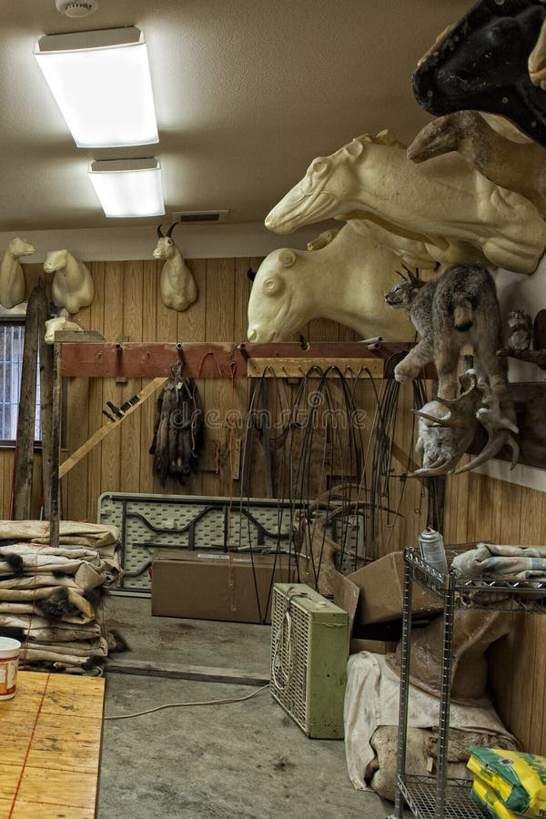 Alaskan Taxidermy shop stock image. Image of world, august - 39354851
