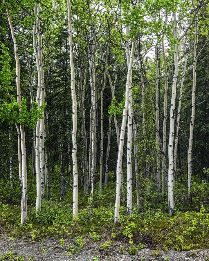 Alaskan White Birch stock image. Image of forest, summer - 174441349