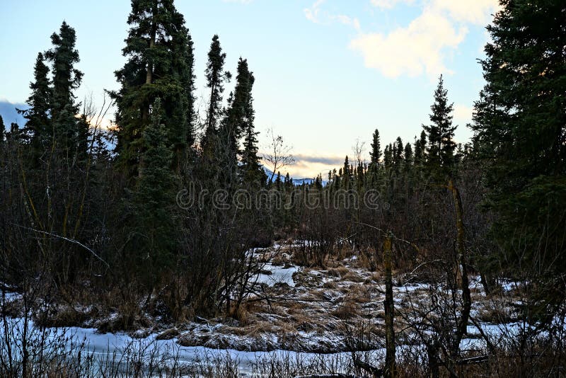 Alaskan wilderness stock photo. Image of trees, fozen - 64729526