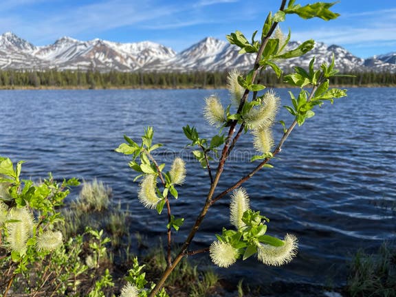 Alaskan Willow Plant stock photo. Image of cold, range - 403899090