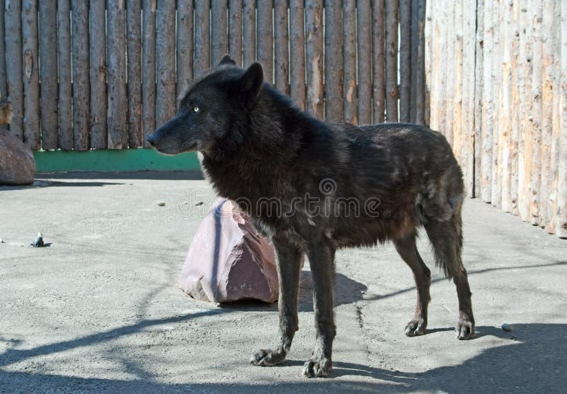 Alaskan wolf stock image. Image of mammal, black, captive - 21515797