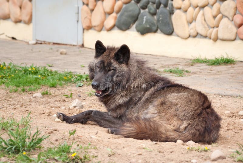 Alaskan wolf stock photo. Image of pambasileus, captive - 30484694