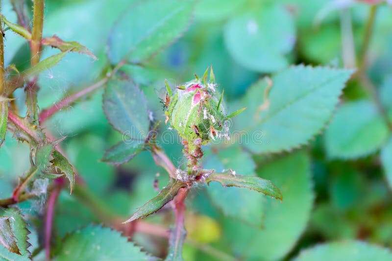 Alate Rose Aphid Macrosiphum Rosae with Immatures on a Rose Leaf Stock ...