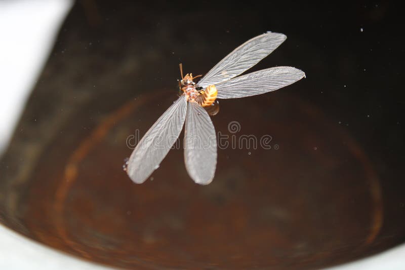 Alates or flying termite stock photo. Image of arthropod - 278482190