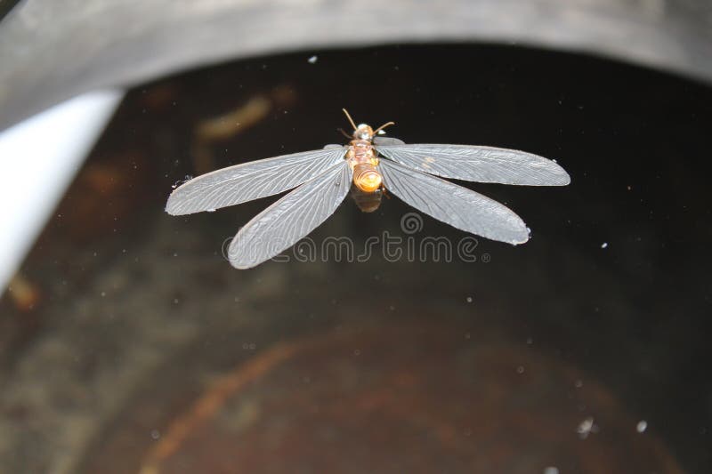 Alates or flying termite stock photo. Image of pollinator - 278482202