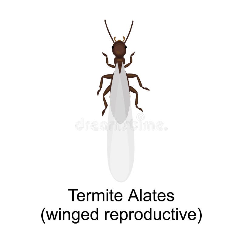 Alates Termite, Vector Icon.Black Vector Logo Isolated on White ...