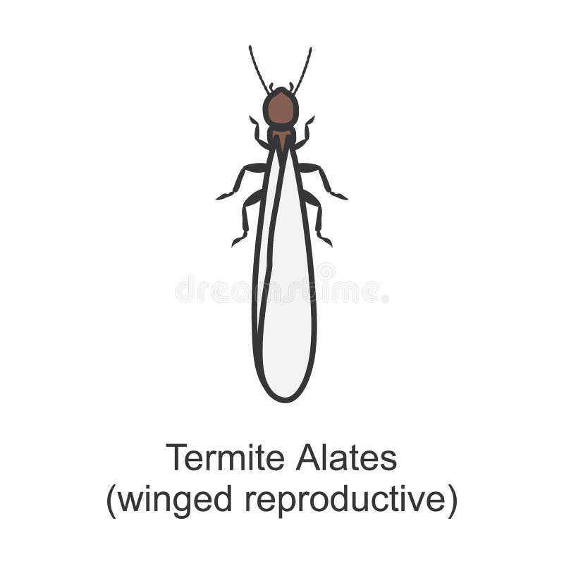 Alates Termite, Vector Icon.Black Vector Logo Isolated on White ...
