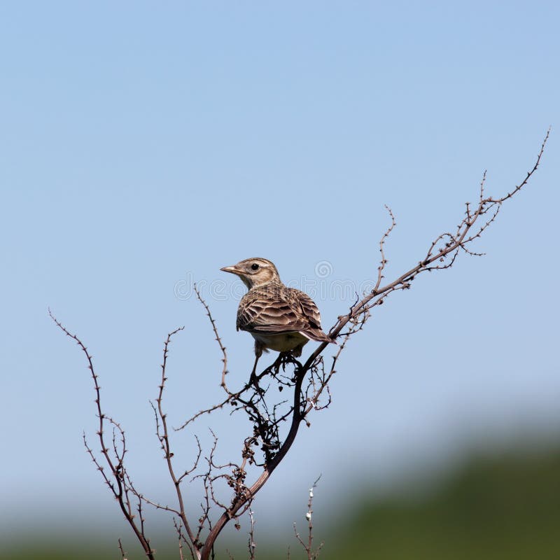 Alauda arvensis, Skylark stock photo. Image of single - 16504816