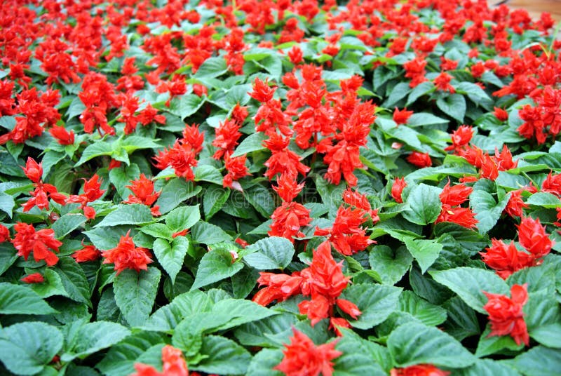 Alazor imagen de archivo. Imagen de vida, pétalos, verde - 12963909