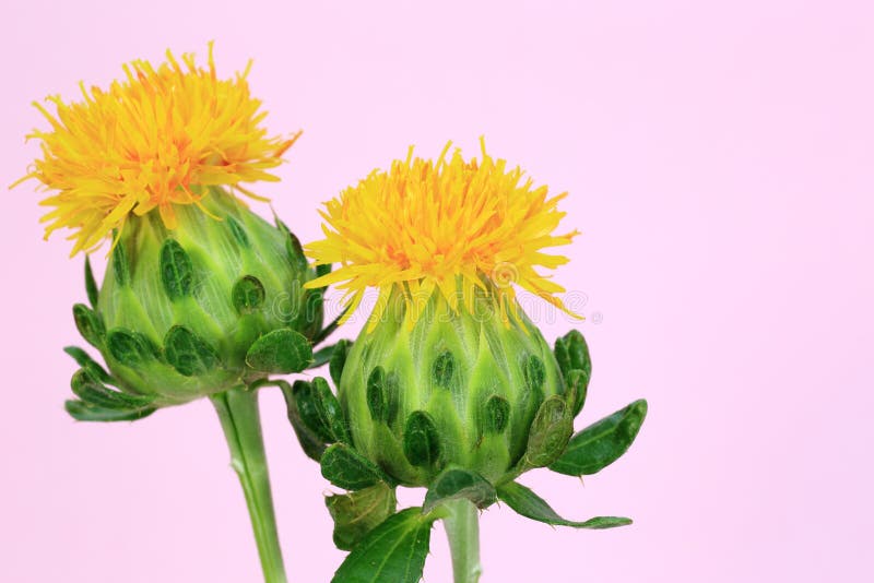 Alazor imagen de archivo. Imagen de talo, rojo, hierba - 9563511