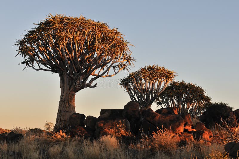 Alba Alla Foresta Dell'albero Della Faretra, Namibia Fotografia Stock ...