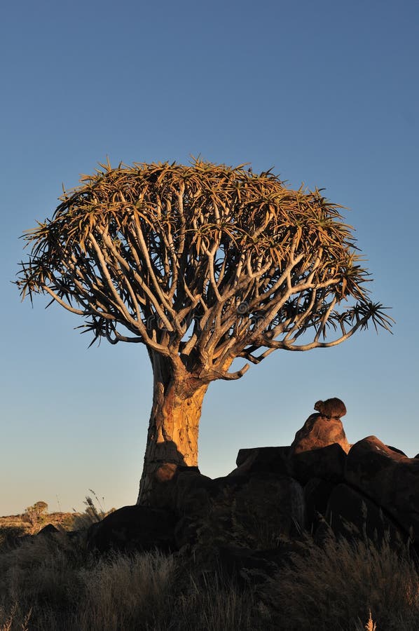 Alba Alla Foresta Dell'albero Della Faretra, Namibia Fotografia Stock ...
