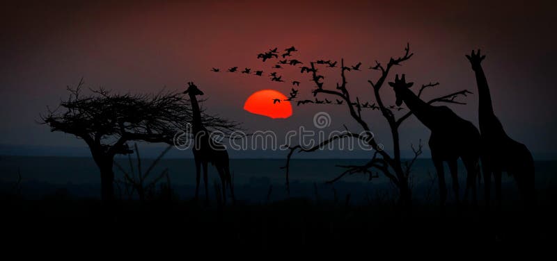 Alba, Cielo, Albero, Fenomeno Immagine. Immagine: 102642341