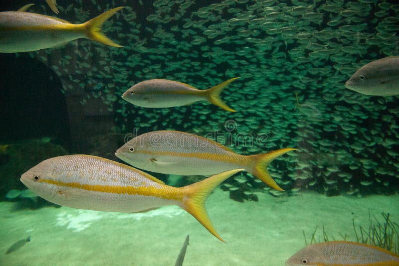 Albacora Do Thunnus Dos Peixes De Atum Do Atum Amarelo Imagem de Stock ...