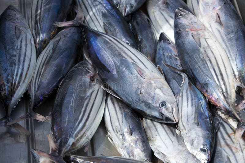 Albacore stock photo. Image of fisherman, fish, yellow - 6434866