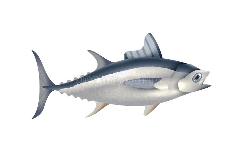 Albacore Fish Realistic Composition Stock Vector - Illustration of ...