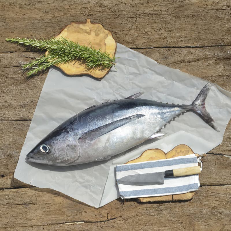 Albacore fish recently stock photo. Image of freshness - 44105018