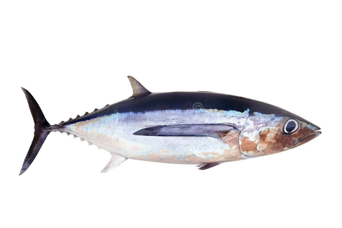 4,210 Albacore Fish Stock Photos - Free & Royalty-Free Stock Photos ...