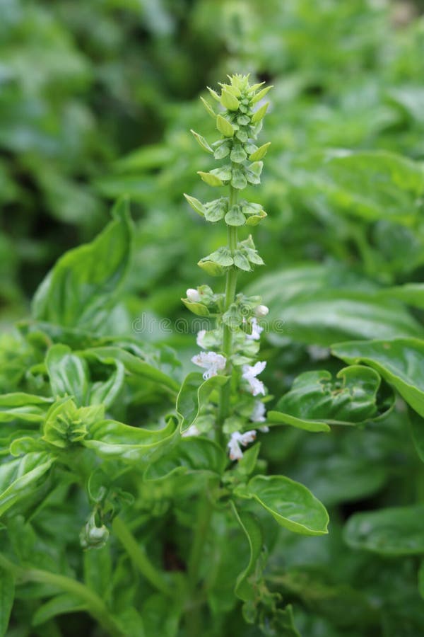 Flores De Una Albahaca De Camfo Ocimum Kilimandscharicum Imagen de ...